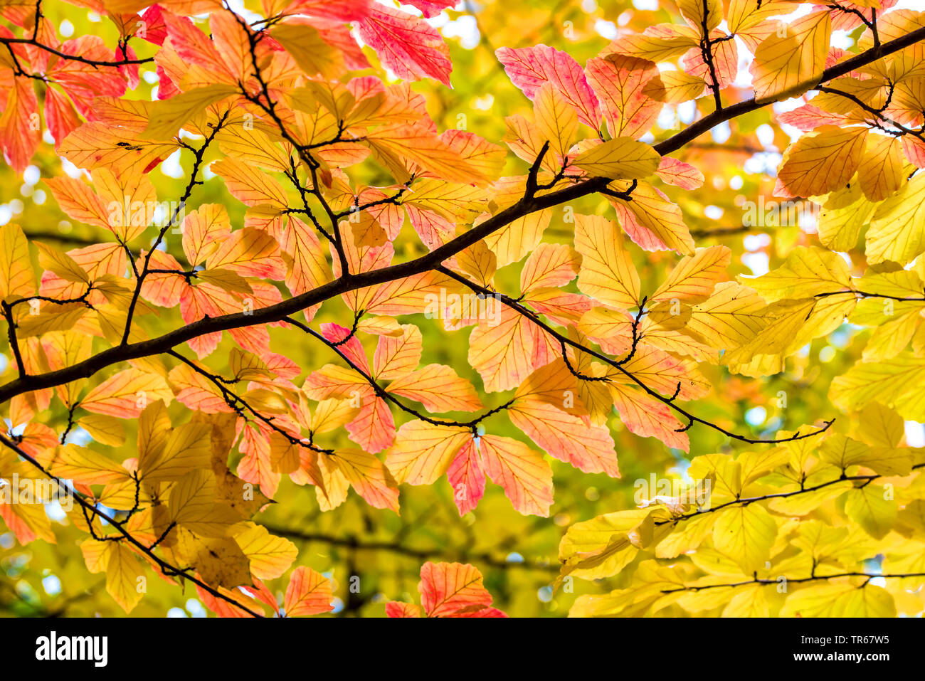 Parrotia persica hi-res stock photography and images - Alamy