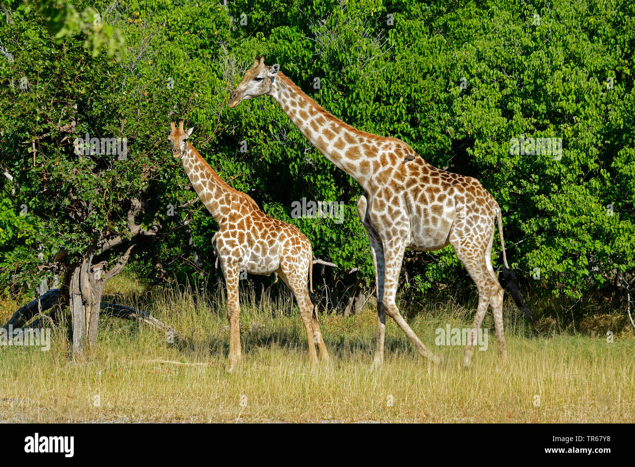 giraffe (Giraffa camelopardalis), cow with calf in the shrubland, side ...