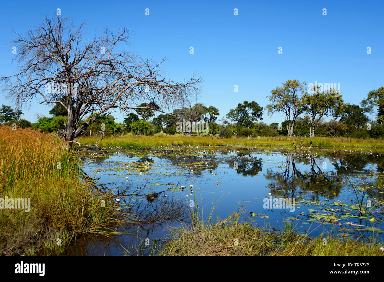 Botswana river hi-res stock photography and images - Alamy
