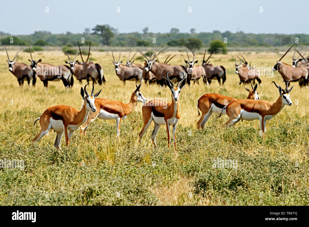 Springbucks hi-res stock photography and images - Alamy