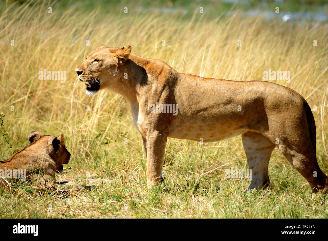 Lioness Side View