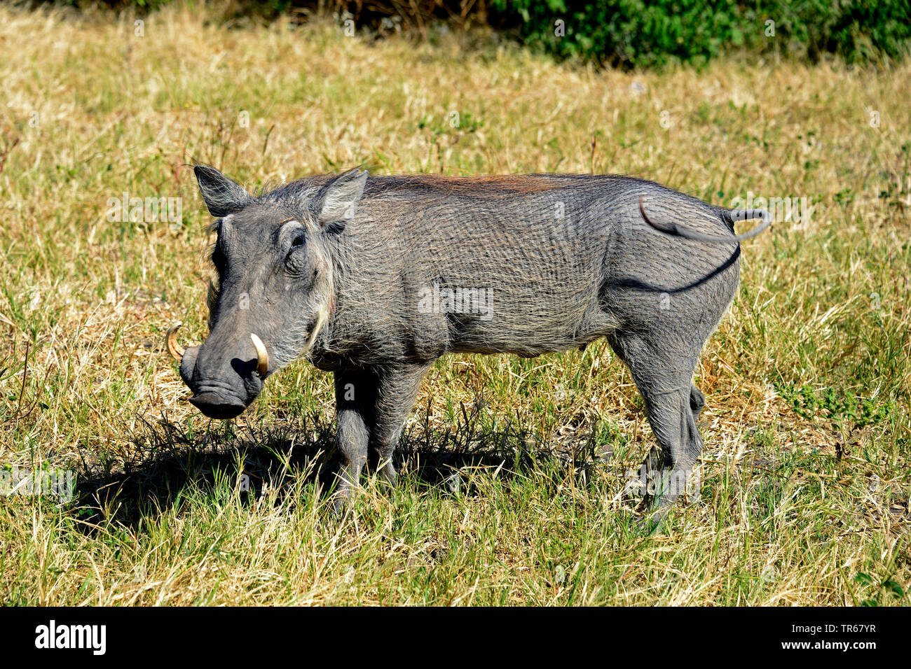 Cape warthog, Somali warthog, desert warthog (Phacochoerus aethiopicus ...