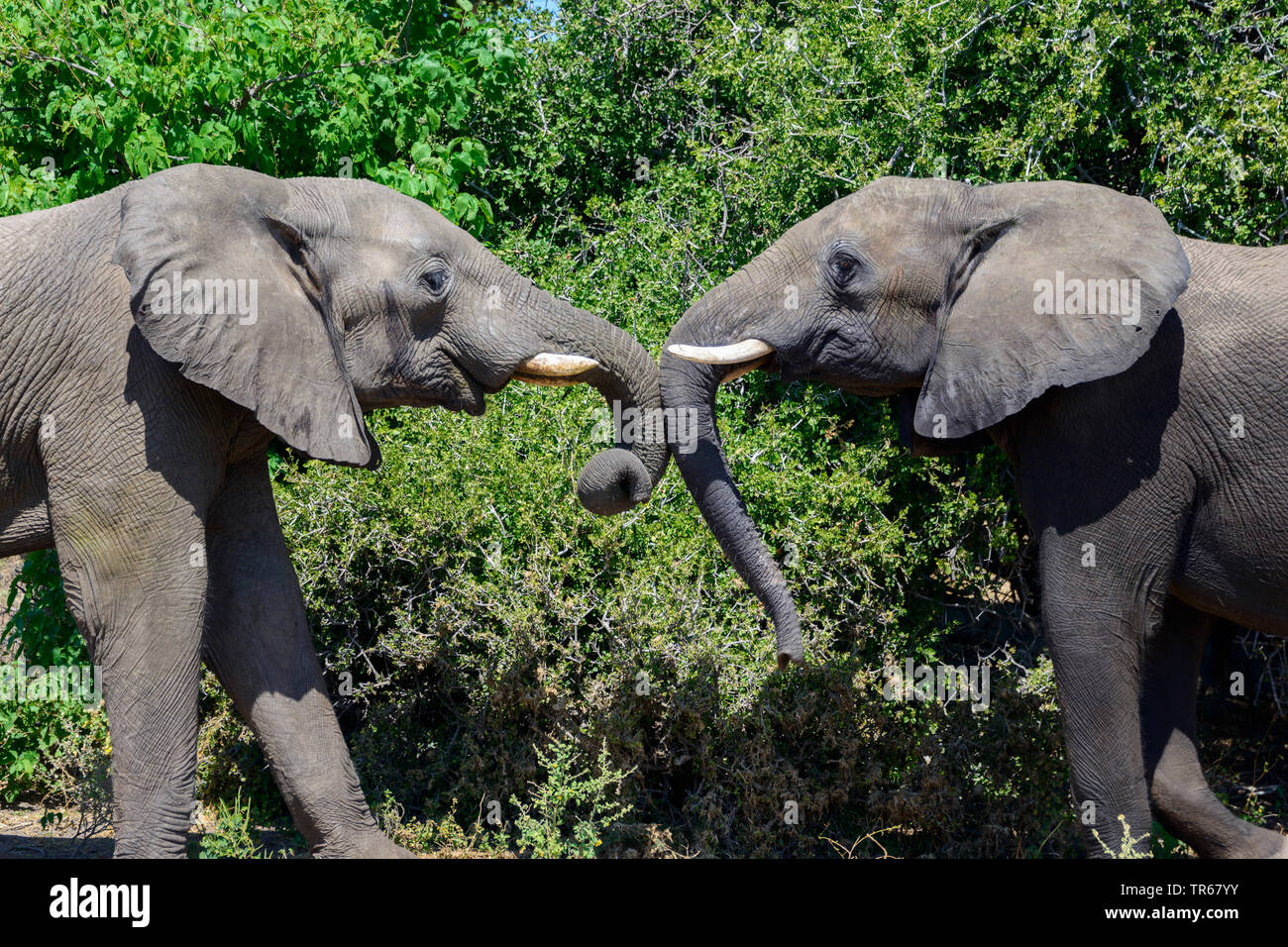 Two african elephants head to head hi-res stock photography and images ...
