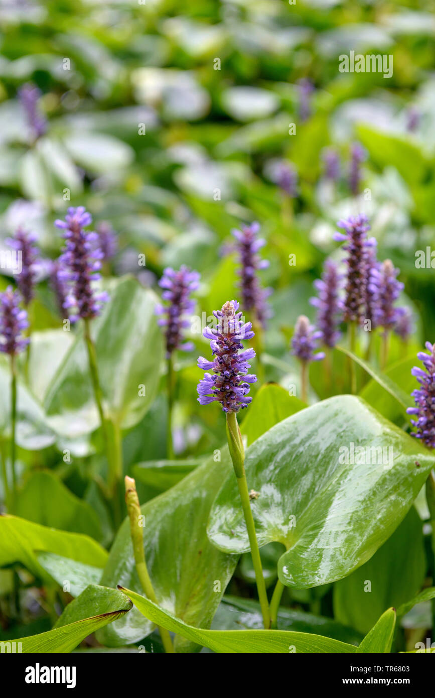 Pickerel Weed, Pickerelweed (Pontederia cordata), blooming Stock Photo ...