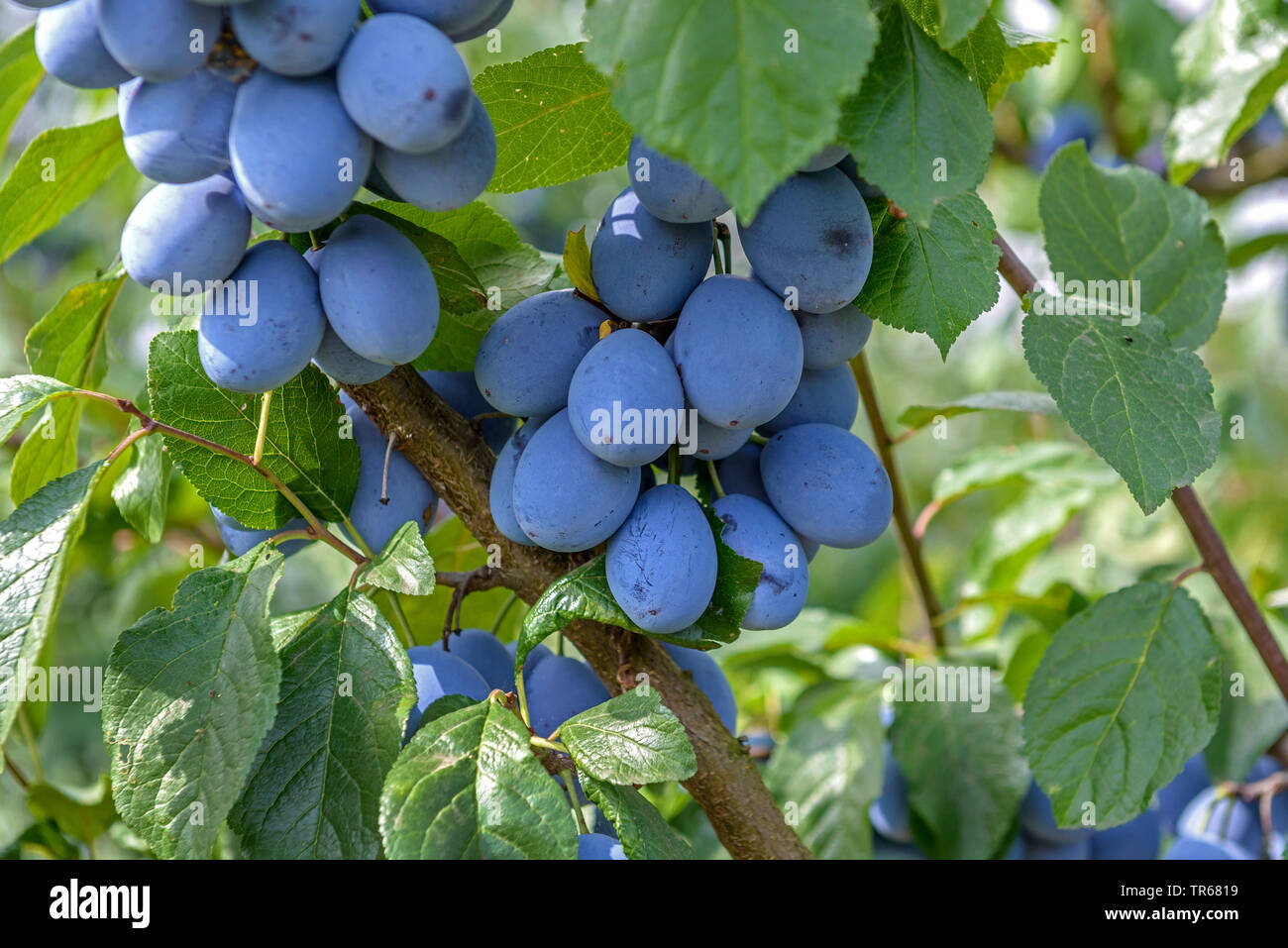 European plum (Prunus domestica 'Elena'. Prunus domestica Elena), plums ...