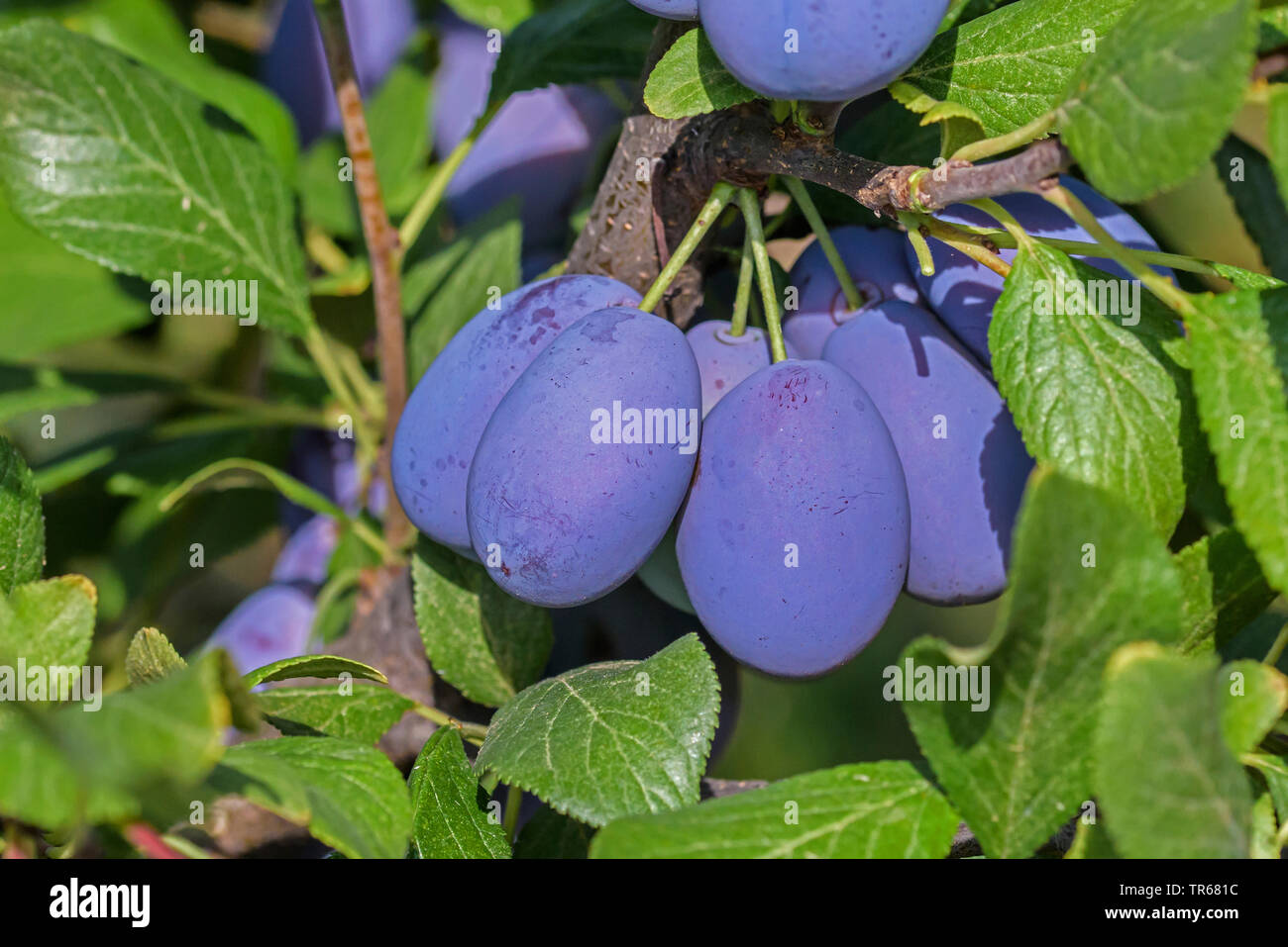 Pflaumensorten Stock Photos & Pflaumensorten Stock Images - Alamy