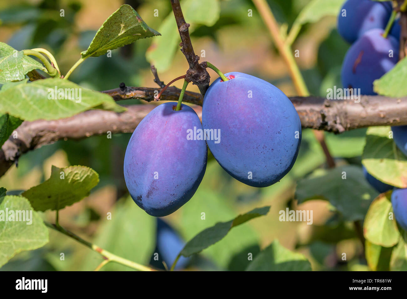 Topstar hi-res stock photography and images - Alamy