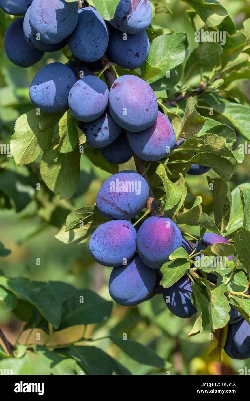 European plum (Prunus domestica 'Toptaste', Prunus domestica Toptaste ...