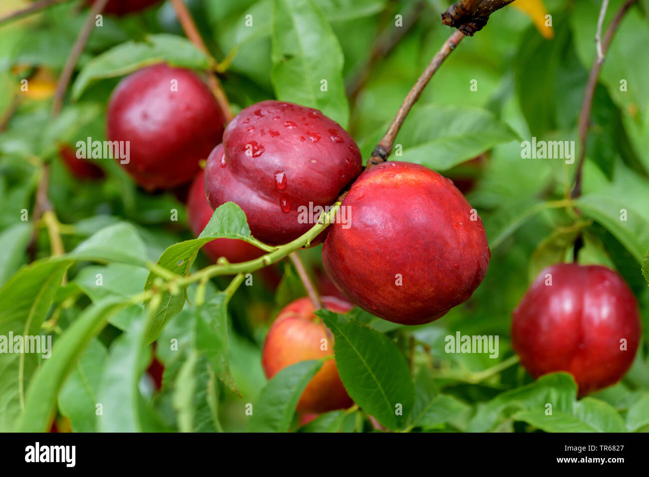 Nectarine (Prunus persica 'Big Bang', Prunus persica Big Bang, Prunus ...