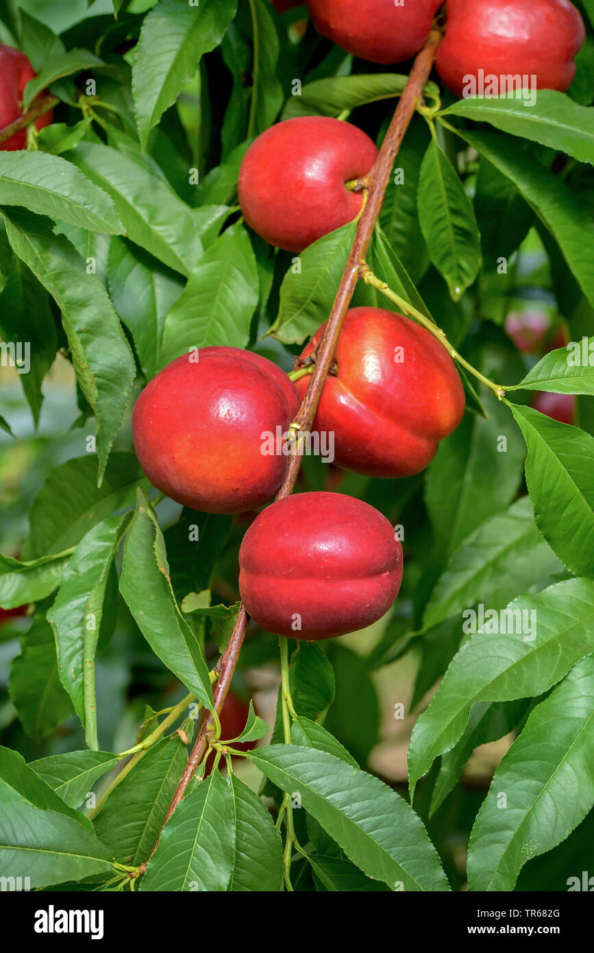 Nectarine (Prunus persica 'Early Devil', Prunus persica Early Devil ...