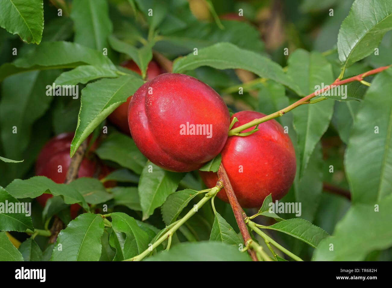Nectarine (Prunus persica 'Early Devil', Prunus persica Early Devil ...