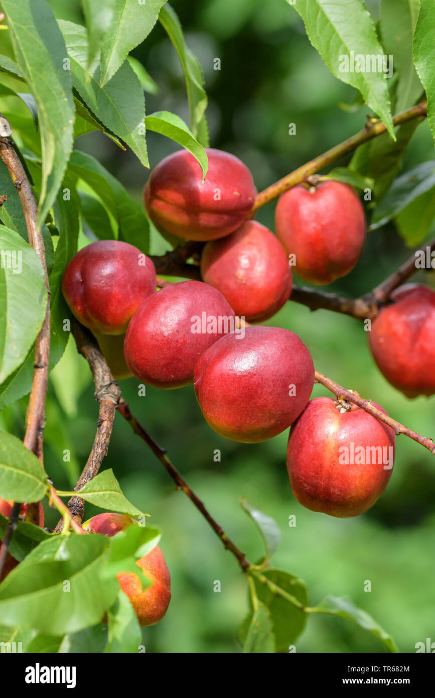 Prunus nectarina tree hi-res stock photography and images - Alamy