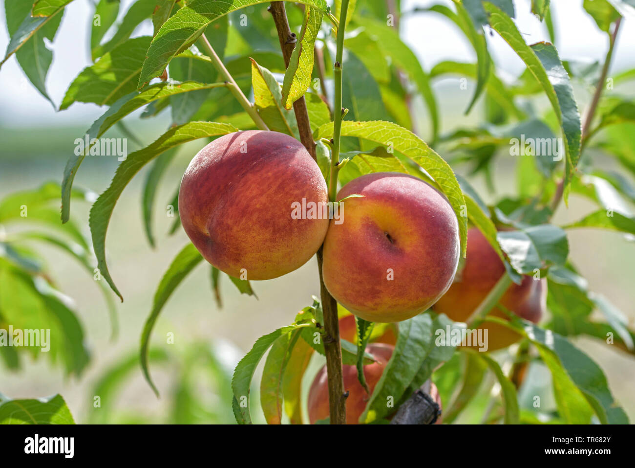 peach (Prunus persica 'Jayhaven', Prunus persica Jayhaven), peaches on a tree, cultivar Jayhaven ...