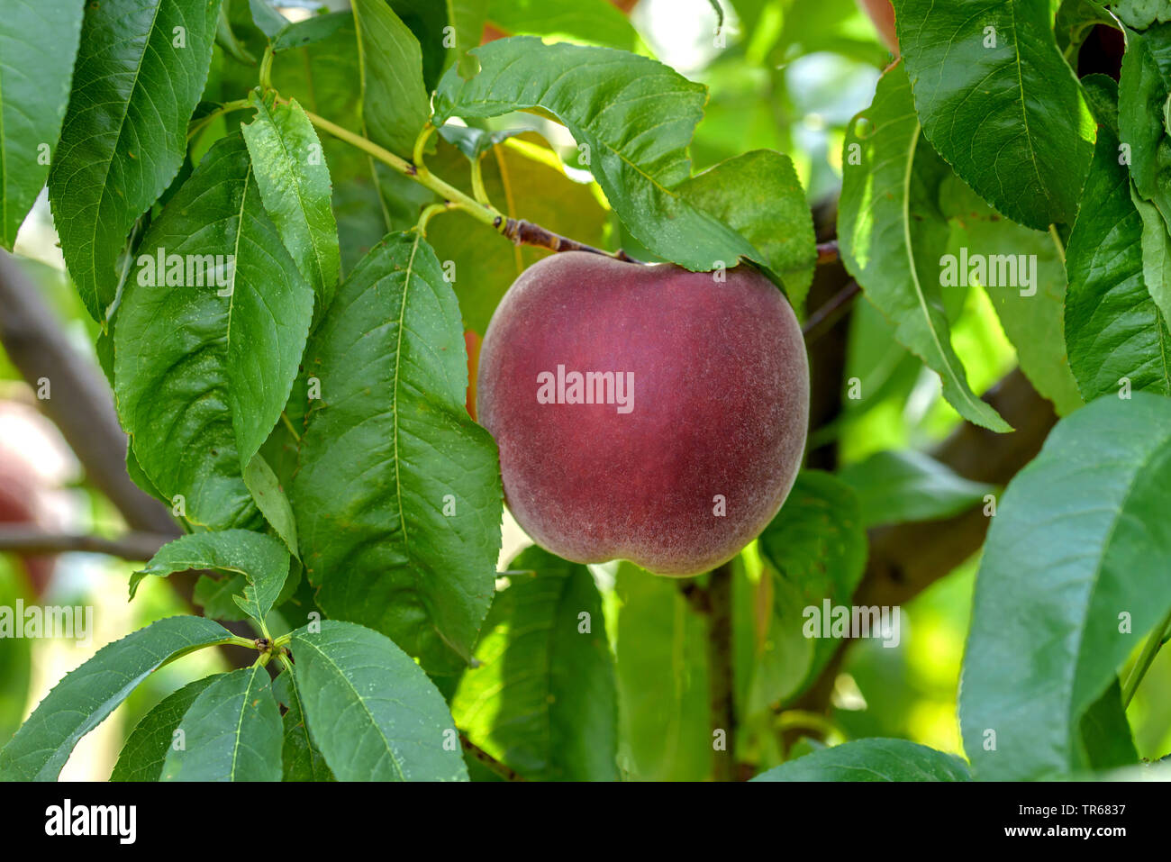 peach (Prunus persica 'Royal Summer', Prunus persica Royal Summer ...
