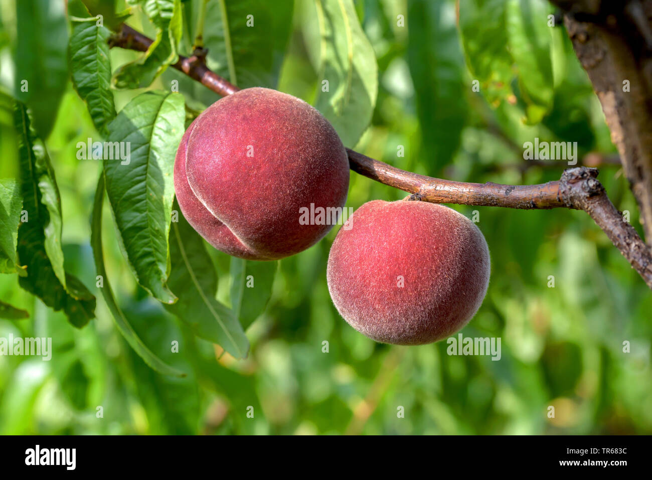 peach (Prunus persica 'Spring Lady', Prunus persica Spring Lady ...
