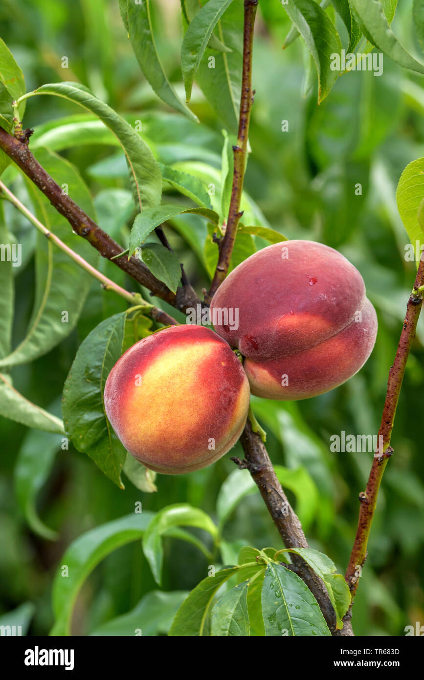 peach (Prunus persica 'Spring Lady', Prunus persica Spring Lady ...