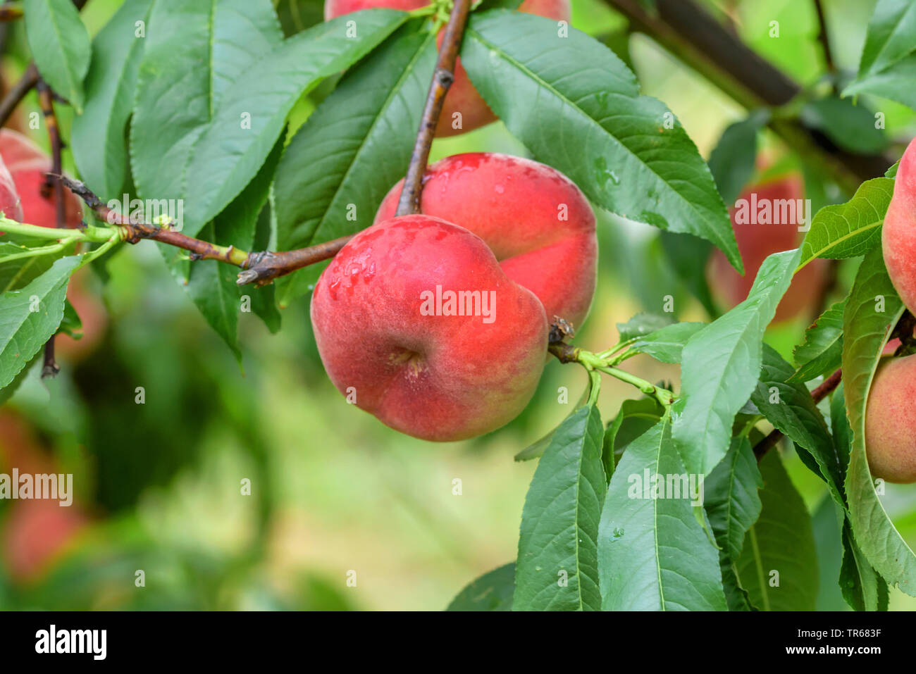 Plate Peach (Prunus persica 'Ufo 3', Prunus persica Ufo 3), peaches on ...