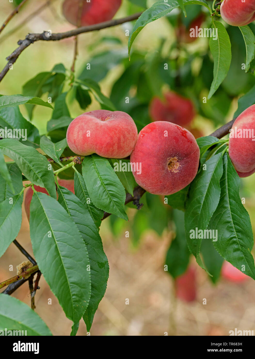 Plate Peach (Prunus persica 'Ufo 3', Prunus persica Ufo 3), peaches on ...