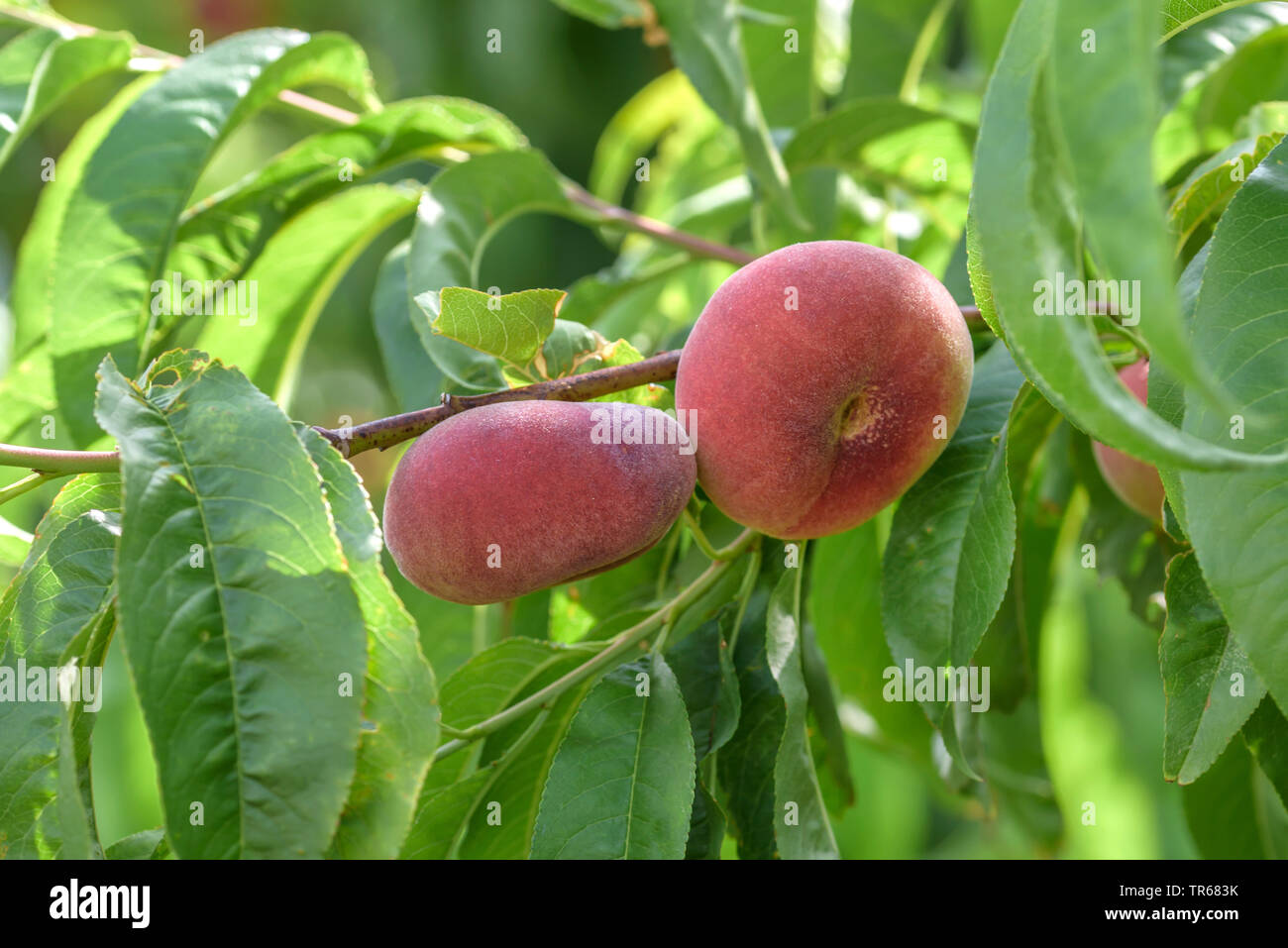 Plate Peach (Prunus persica 'Ufo 4', Prunus persica Ufo 4), peaches on ...