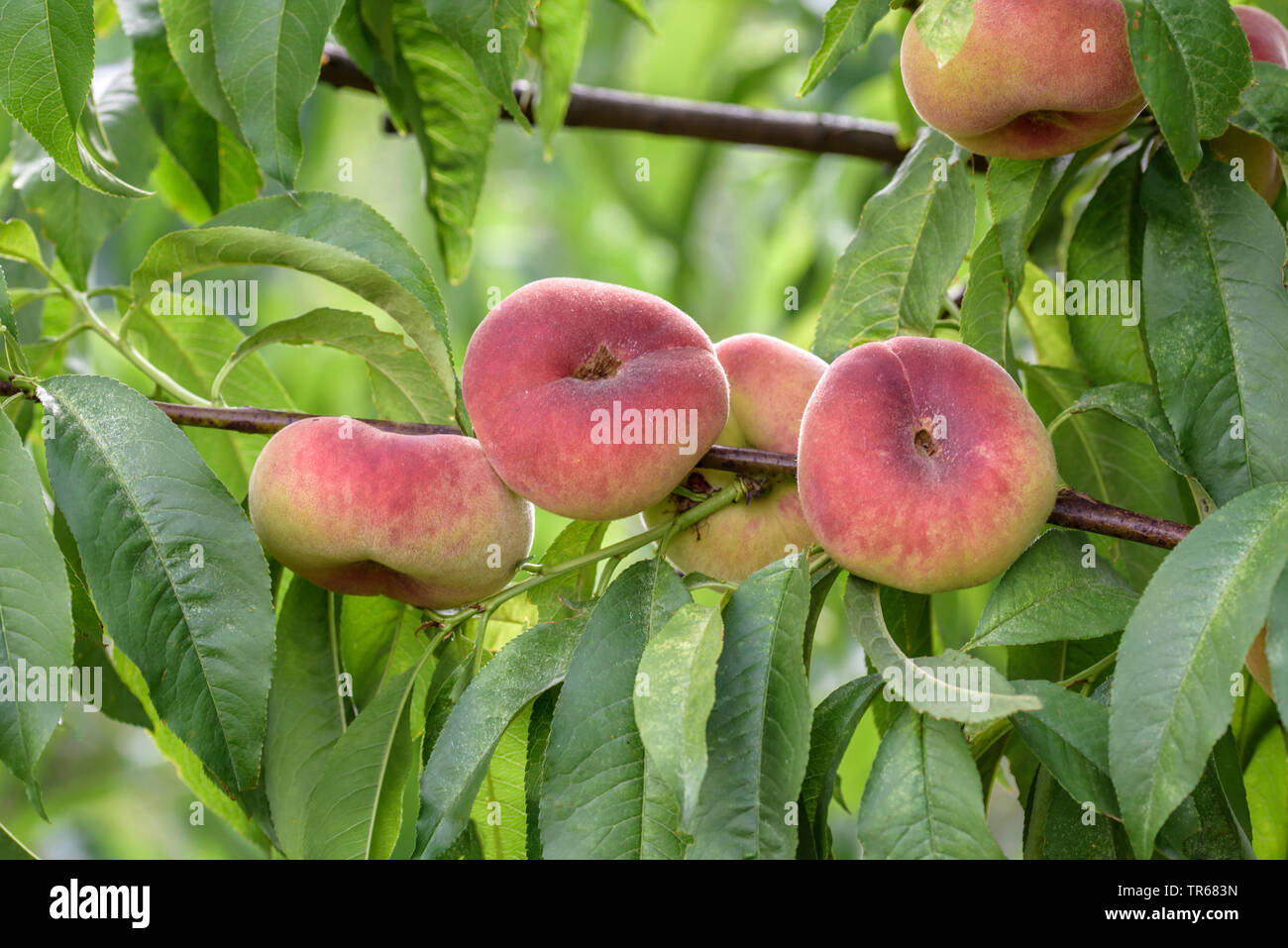 Plate Peach (Prunus persica 'Ufo 4', Prunus persica Ufo 4), peaches on ...
