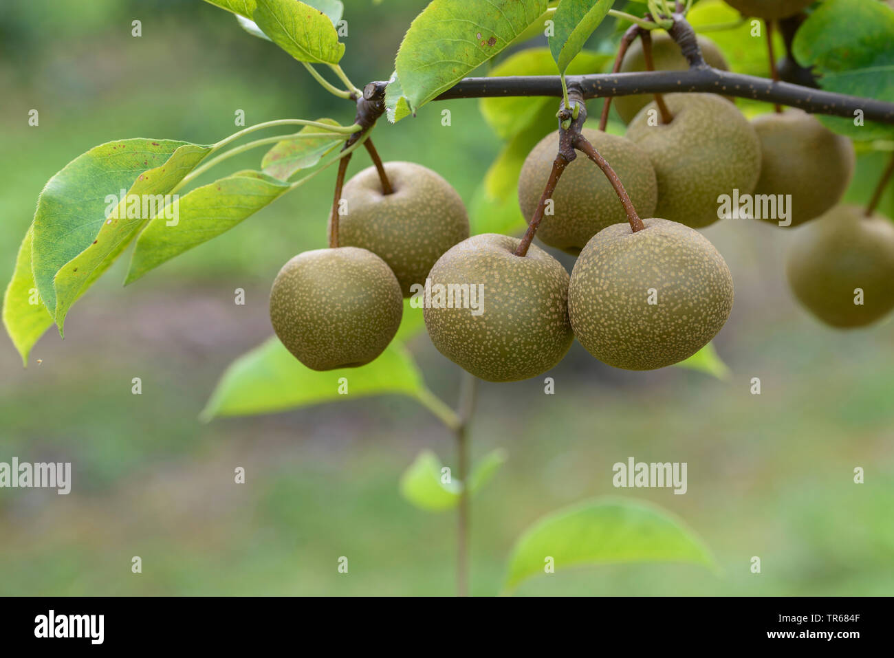 Shinseiki Asian pear, Asian pear, Nashi Pear (Pyrus pyrifolia 'Sik Chon ...