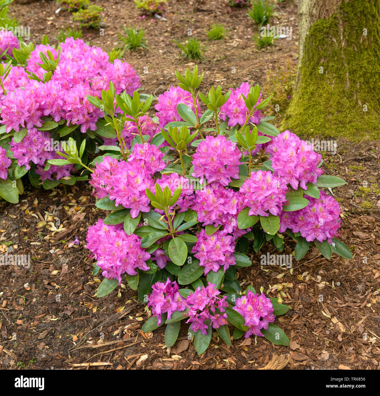 Catawba rhododendron, Catawba rose bay (Rhododendron 'Pink Purple Dream ...