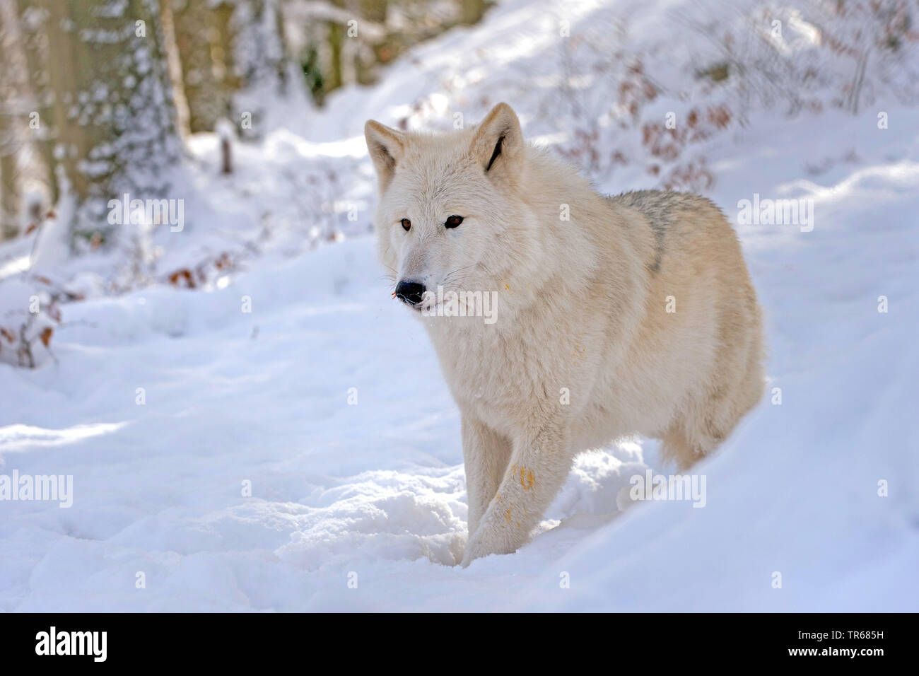 arctic wolf, tundra wolf (Canis lupus albus, Canis lupus arctos ...