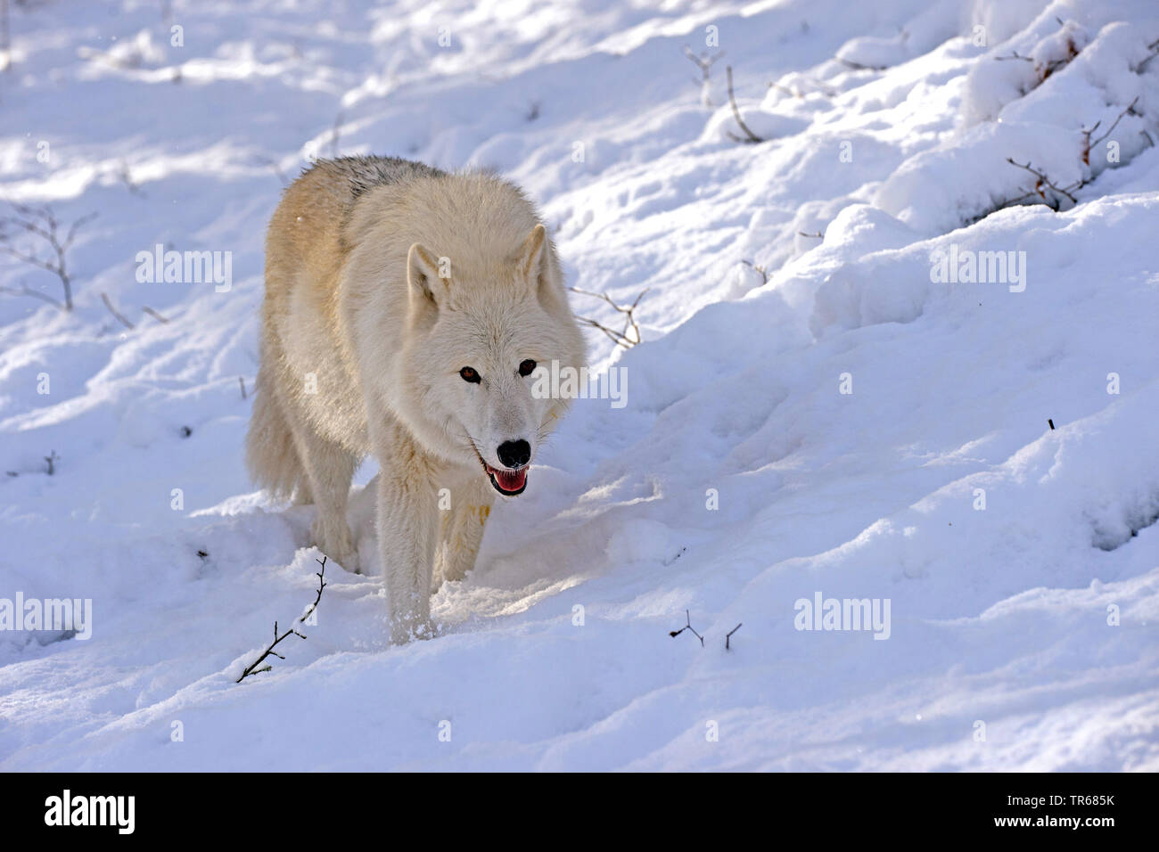 arctic wolf, tundra wolf (Canis lupus albus, Canis lupus arctos ...