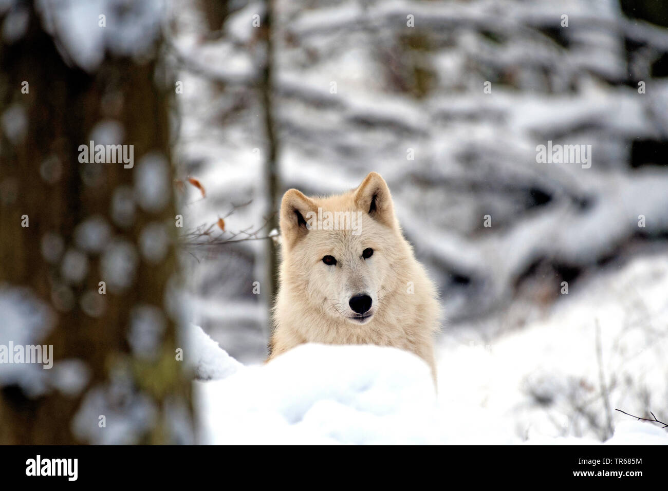 arctic wolf, tundra wolf (Canis lupus albus, Canis lupus arctos), in a ...