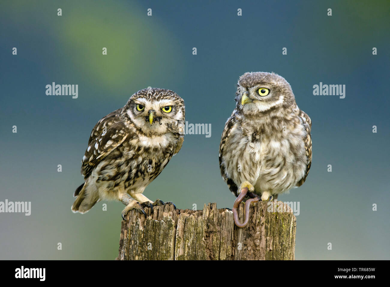 Owls on pillars hi-res stock photography and images - Alamy