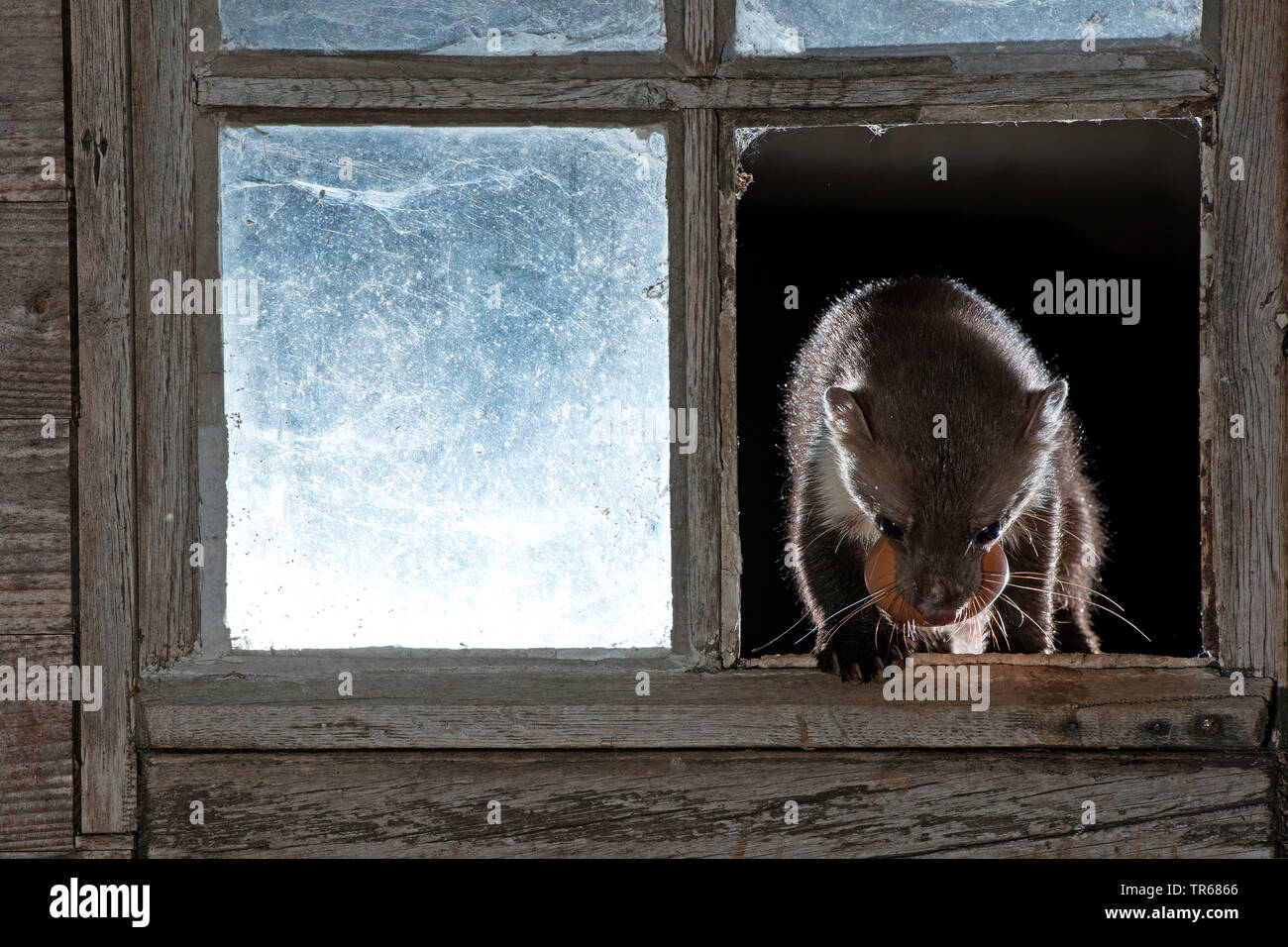 Hen chicken window hi-res stock photography and images - Alamy
