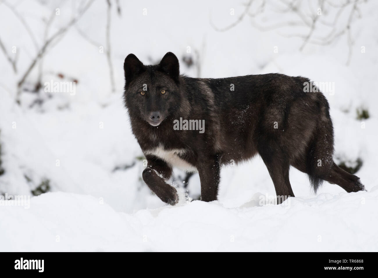 North american timber wolves hi-res stock photography and images - Alamy