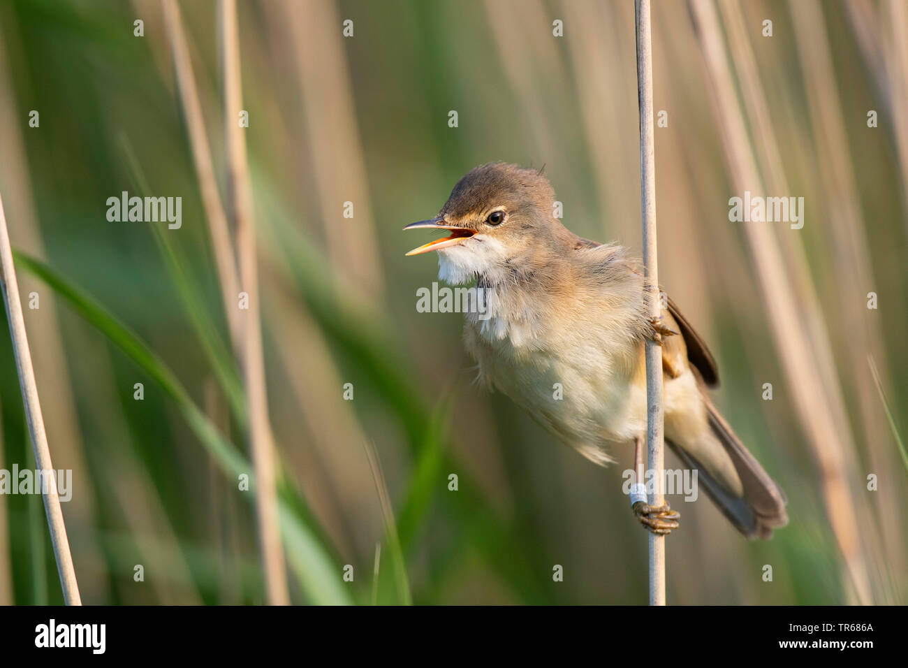 reed warbler (Acrocephalus scirpaceus), singing at a reed stem, Germany ...