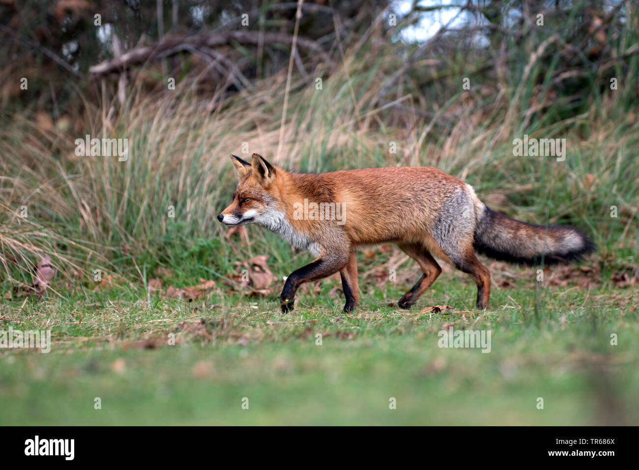 Red Fox Walking