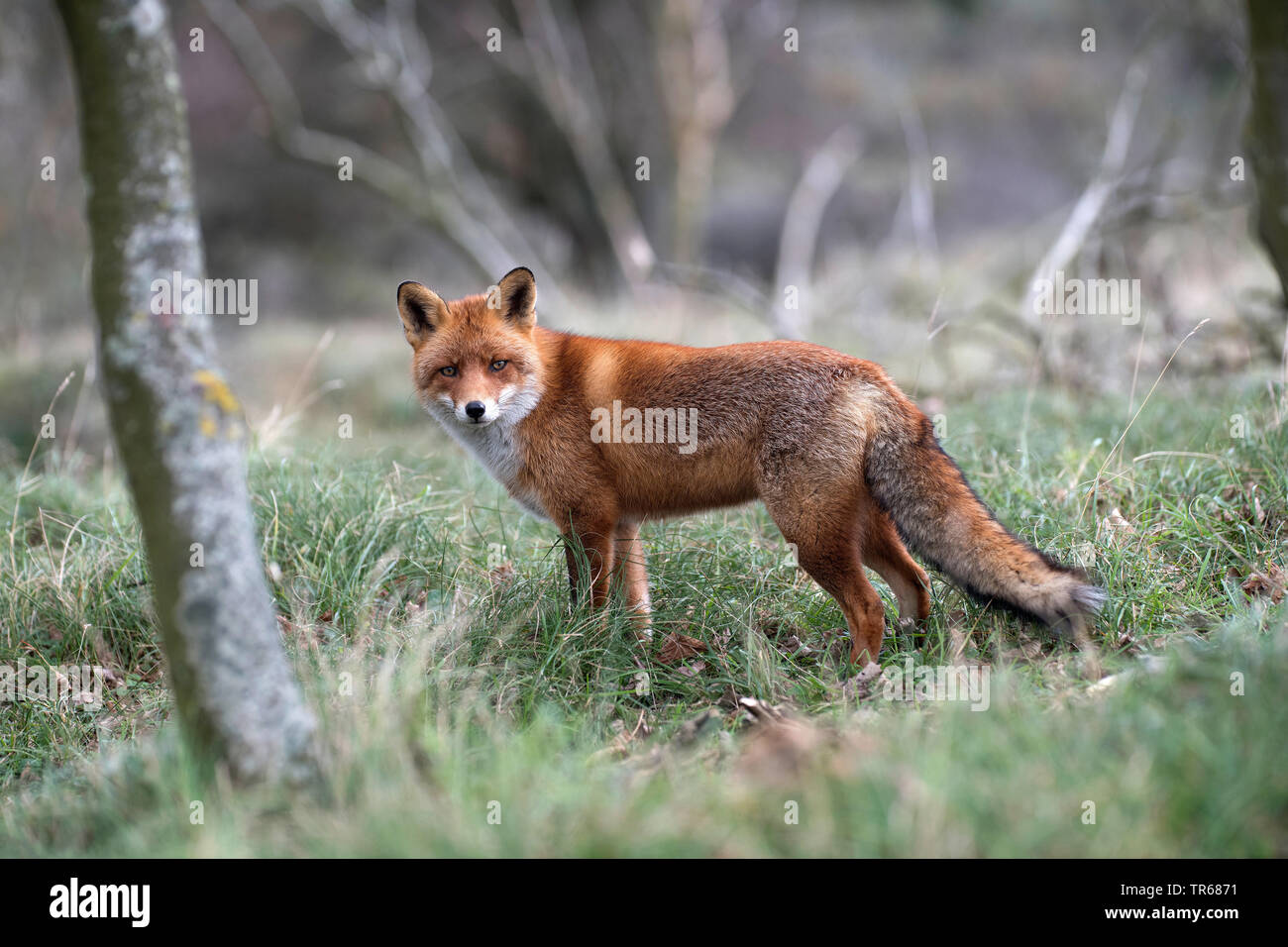 red fox (Vulpes vulpes), standing in a meadow in a forest, Germany ...