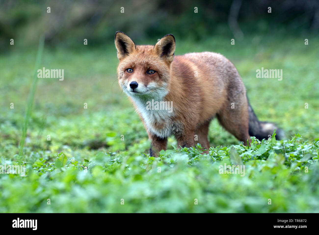 red fox (Vulpes vulpes), standing in a meadow in a forest, Germany ...