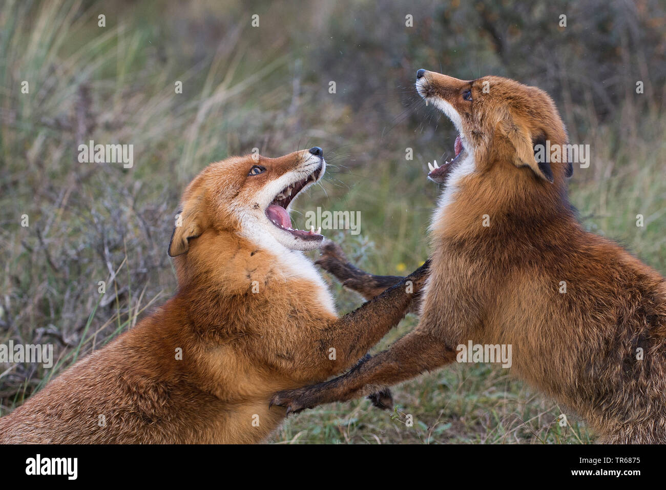red fox (Vulpes vulpes), two young foxes fighting playfully in the ...