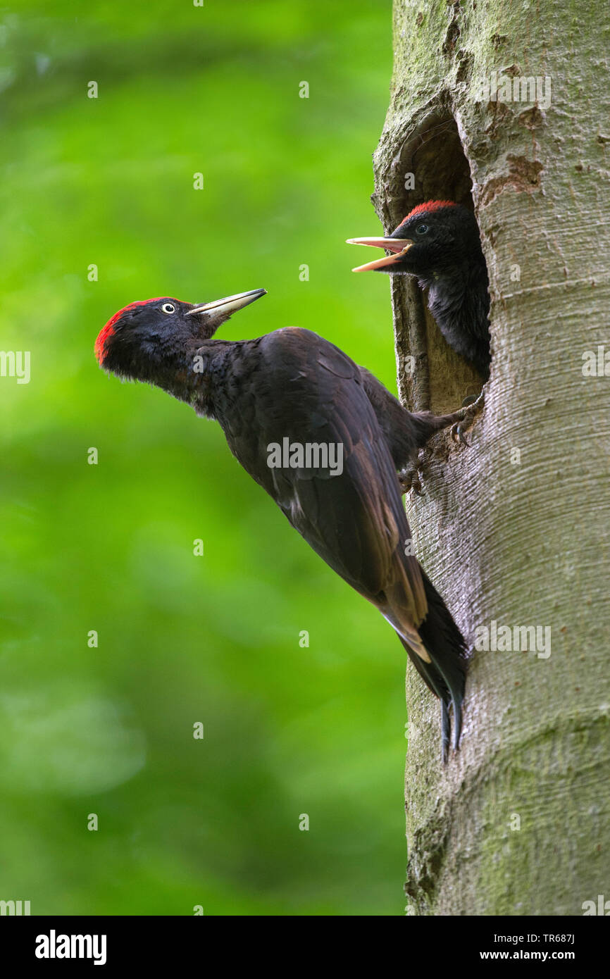 black woodpecker (Dryocopus martius), male at the woodpecker cavity ...