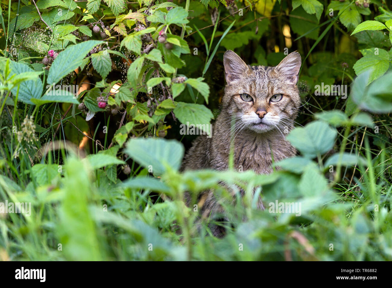 European wildcat, forest wildcat (Felis silvestris silvestris), sitting ...