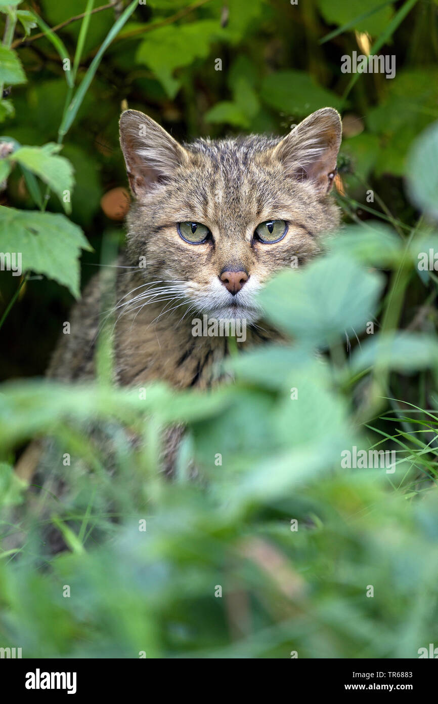 European wildcat, forest wildcat (Felis silvestris silvestris), sitting ...