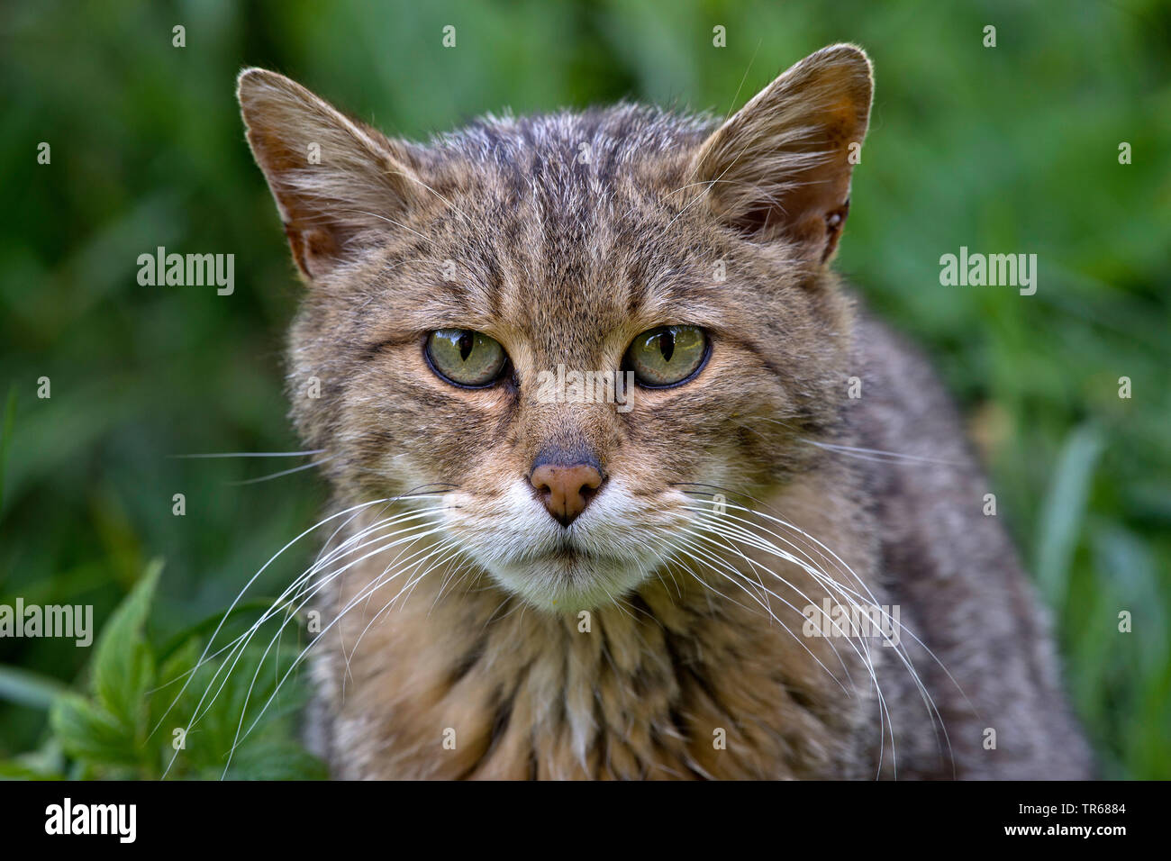 European wildcat, forest wildcat (Felis silvestris silvestris ...