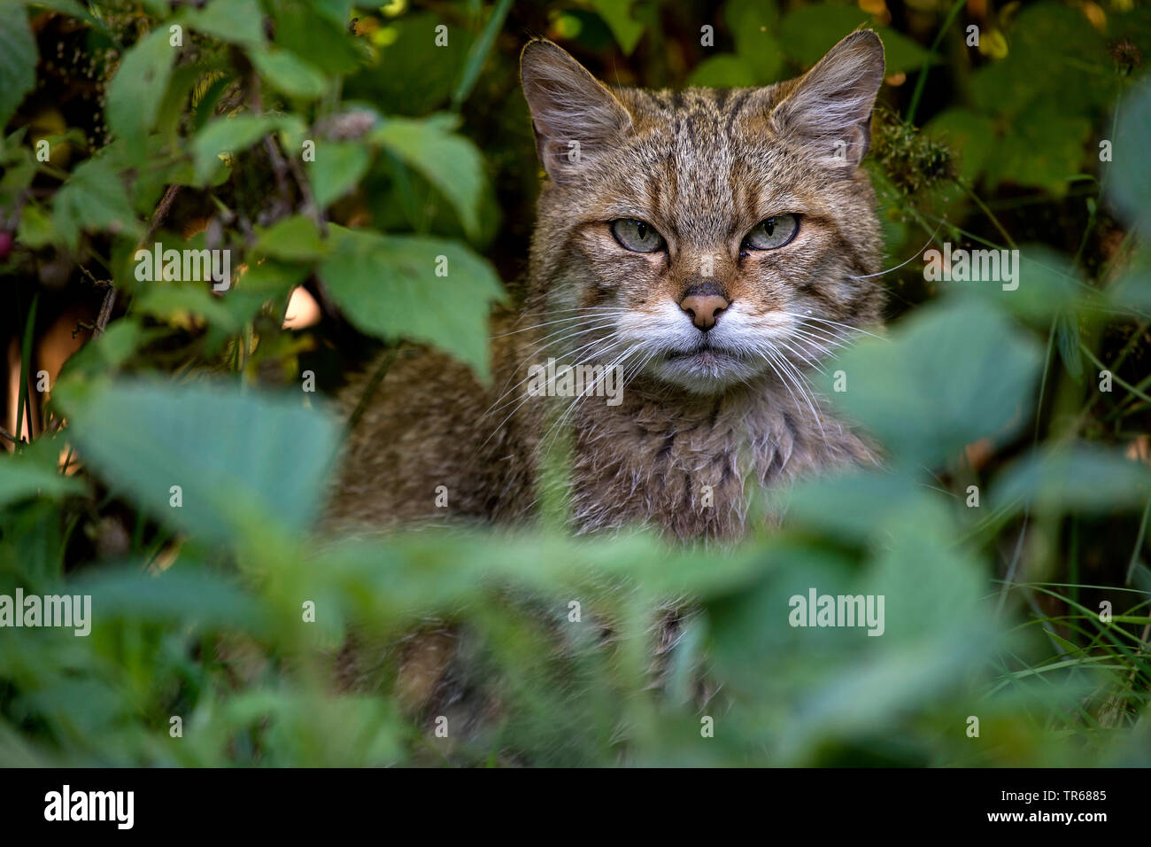 European wildcat, forest wildcat (Felis silvestris silvestris), sitting ...