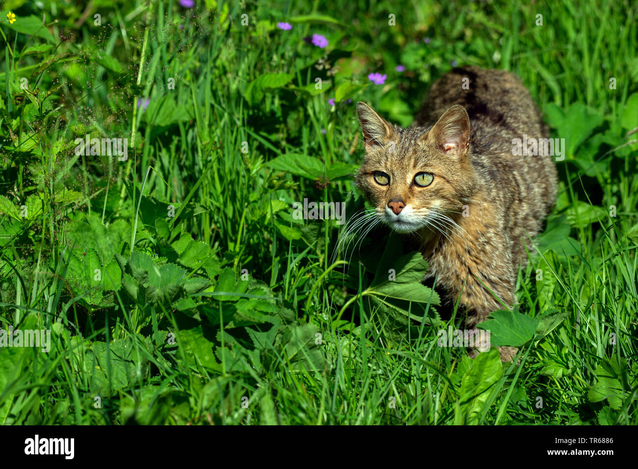 European wildcat, forest wildcat (Felis silvestris silvestris ...