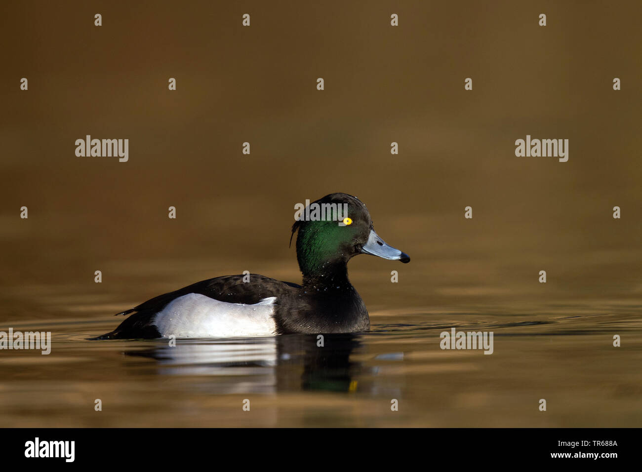 Mal duck in water hi-res stock photography and images - Alamy