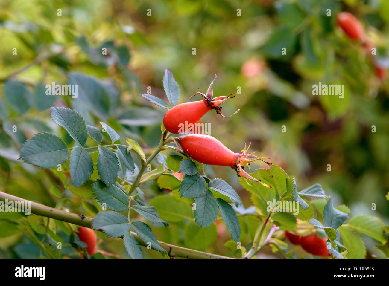 rose (Rosa 'PiRo 3', Rosa PiRo 3), fruits of cultivar PiRo 3, Germany ...