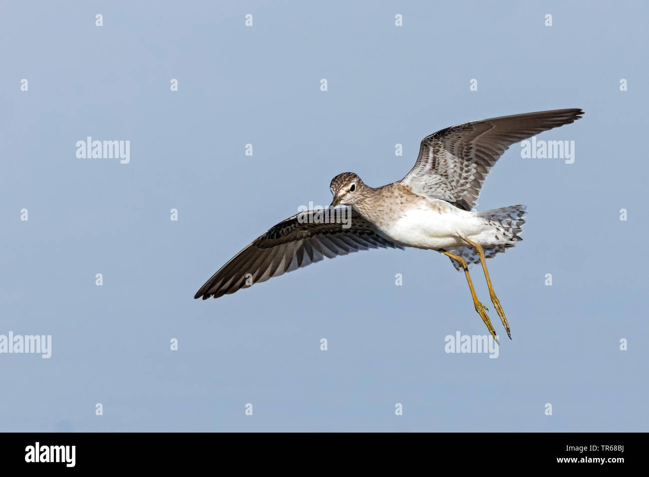 wood sandpiper (Tringa glareola), flying, Israel Stock Photo - Alamy