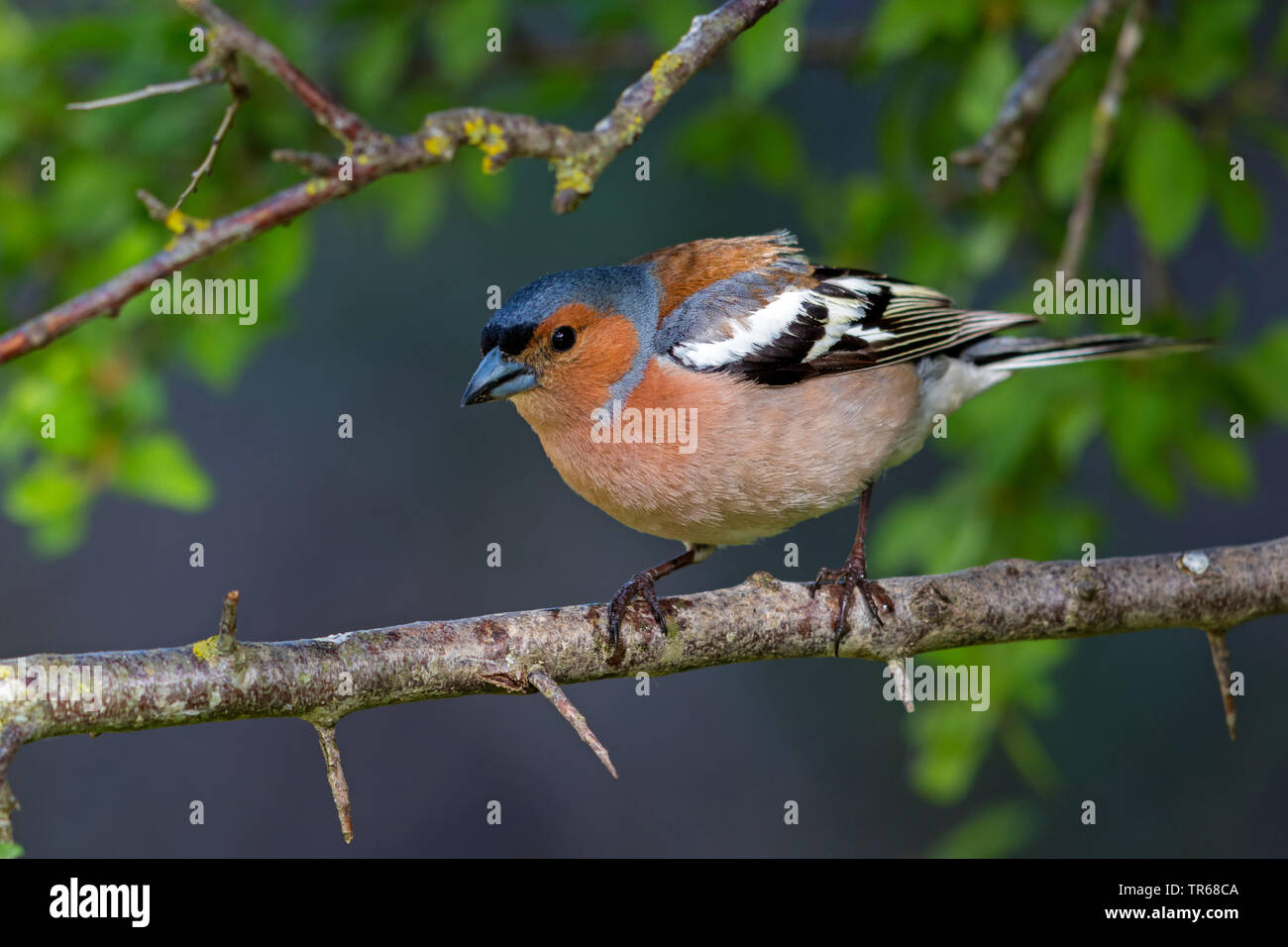 Brier hi-res stock photography and images - Alamy