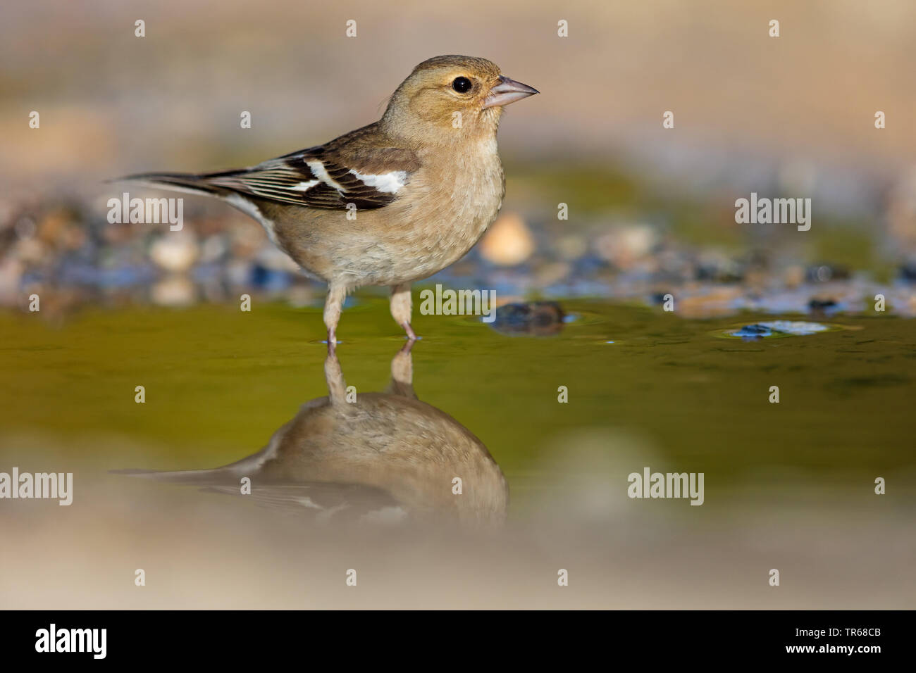Songbird in water hi-res stock photography and images - Alamy