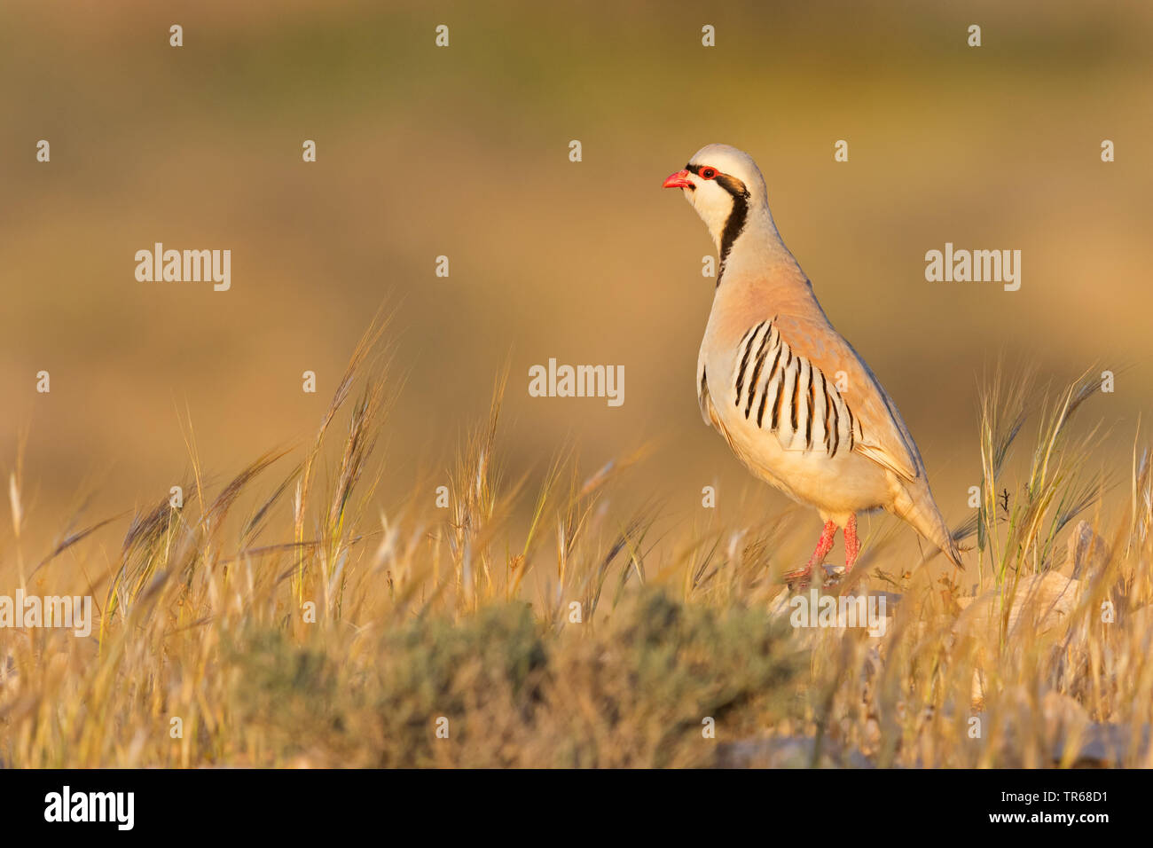chukar partridge (Alectoris chukar), on the ground, Israel Stock Photo ...