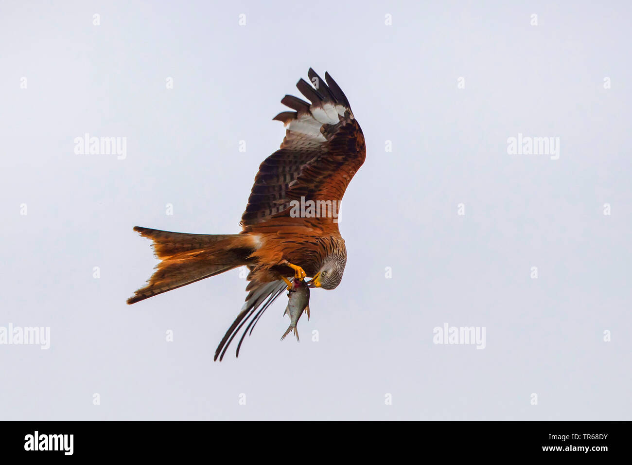 red kite (Milvus milvus), eating caught fish in flight, Germany ...